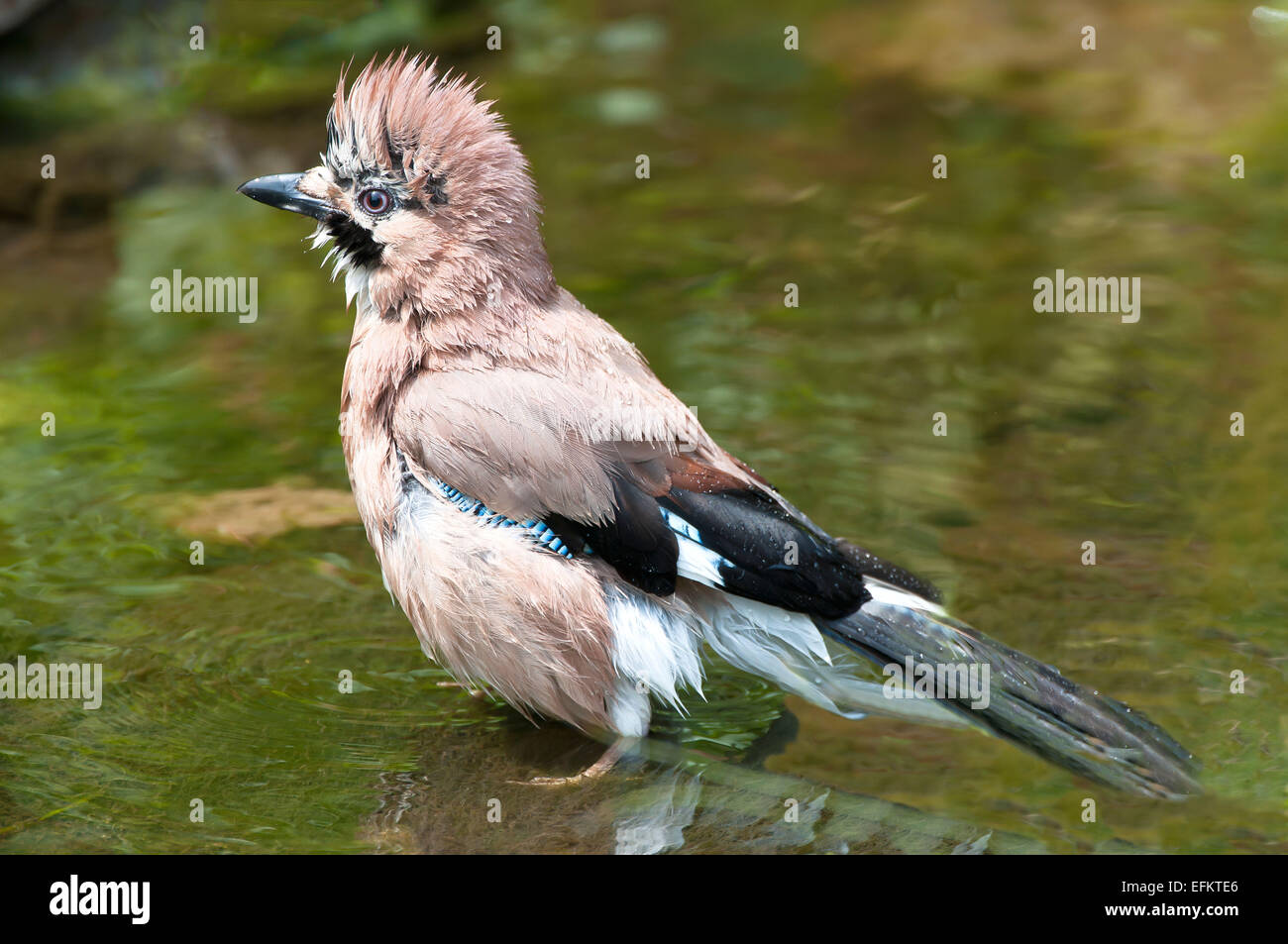 Jay bird uk hi-res stock photography and images - Alamy