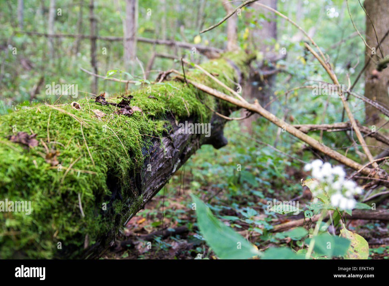 Tree moss pennsylvania hi-res stock photography and images - Alamy