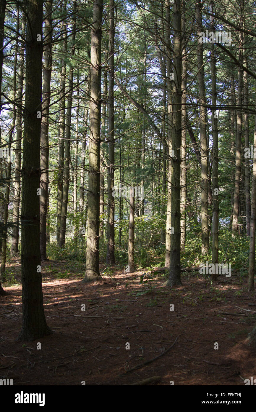 Daylight forest hi-res stock photography and images - Alamy