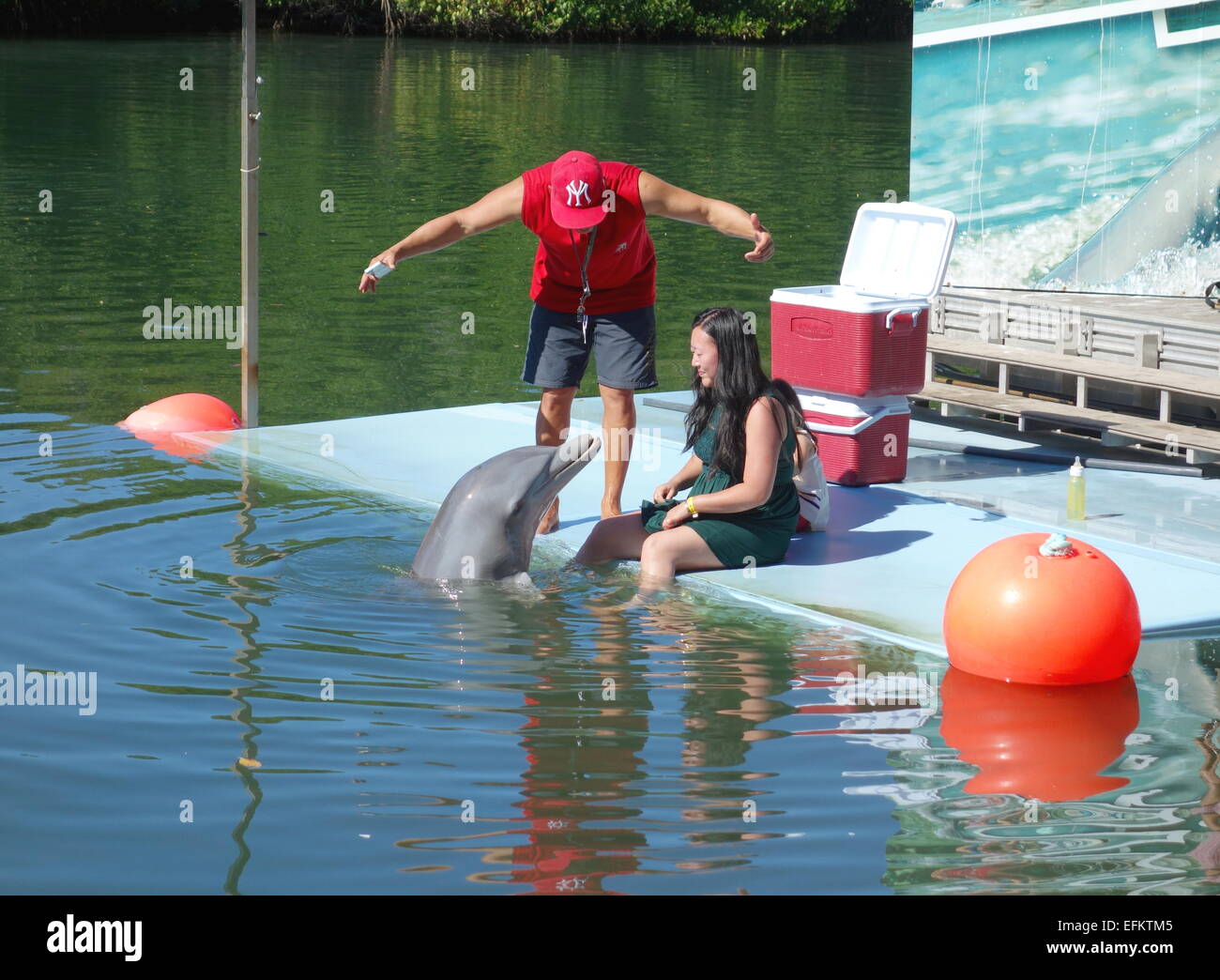 Cuba varadero dolphins hi-res stock photography and images - Alamy