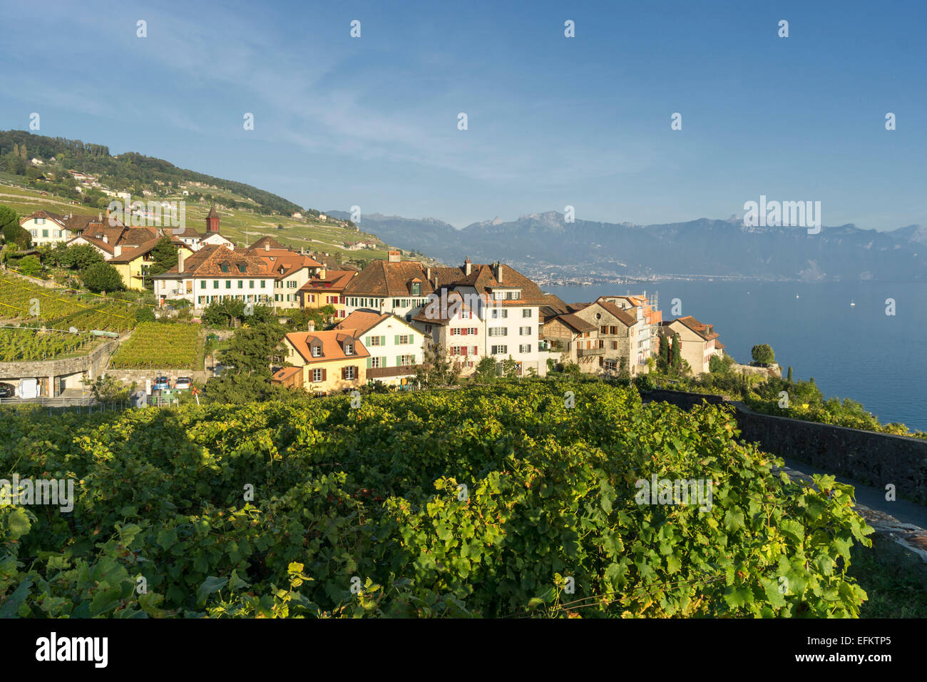Rivaz Village , Vineyards , Lavaux region, Lake Geneva, Swiss Alps ...
