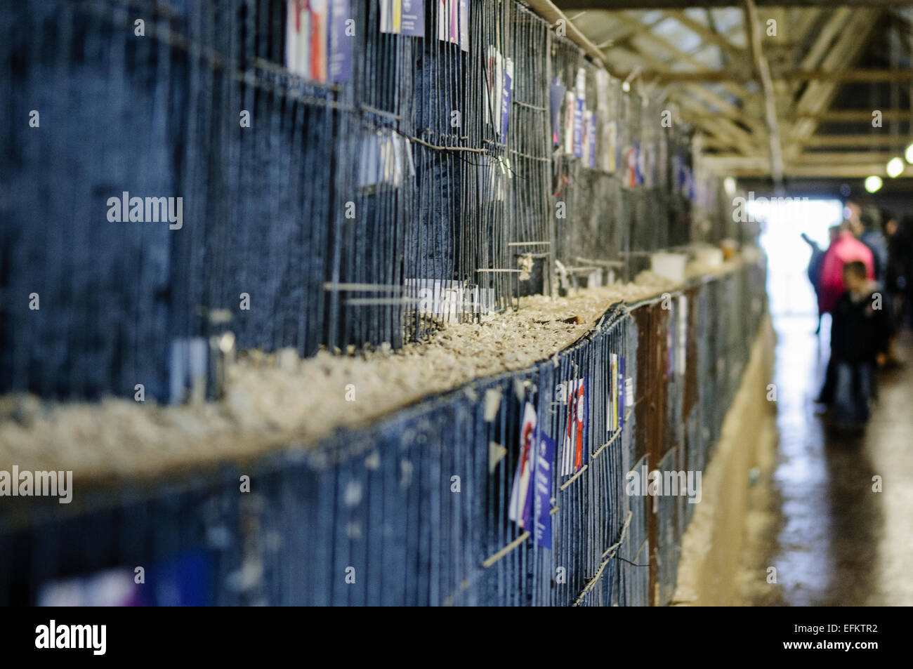 Cages for fowl and poultry at an agricultural show Stock Photo - Alamy