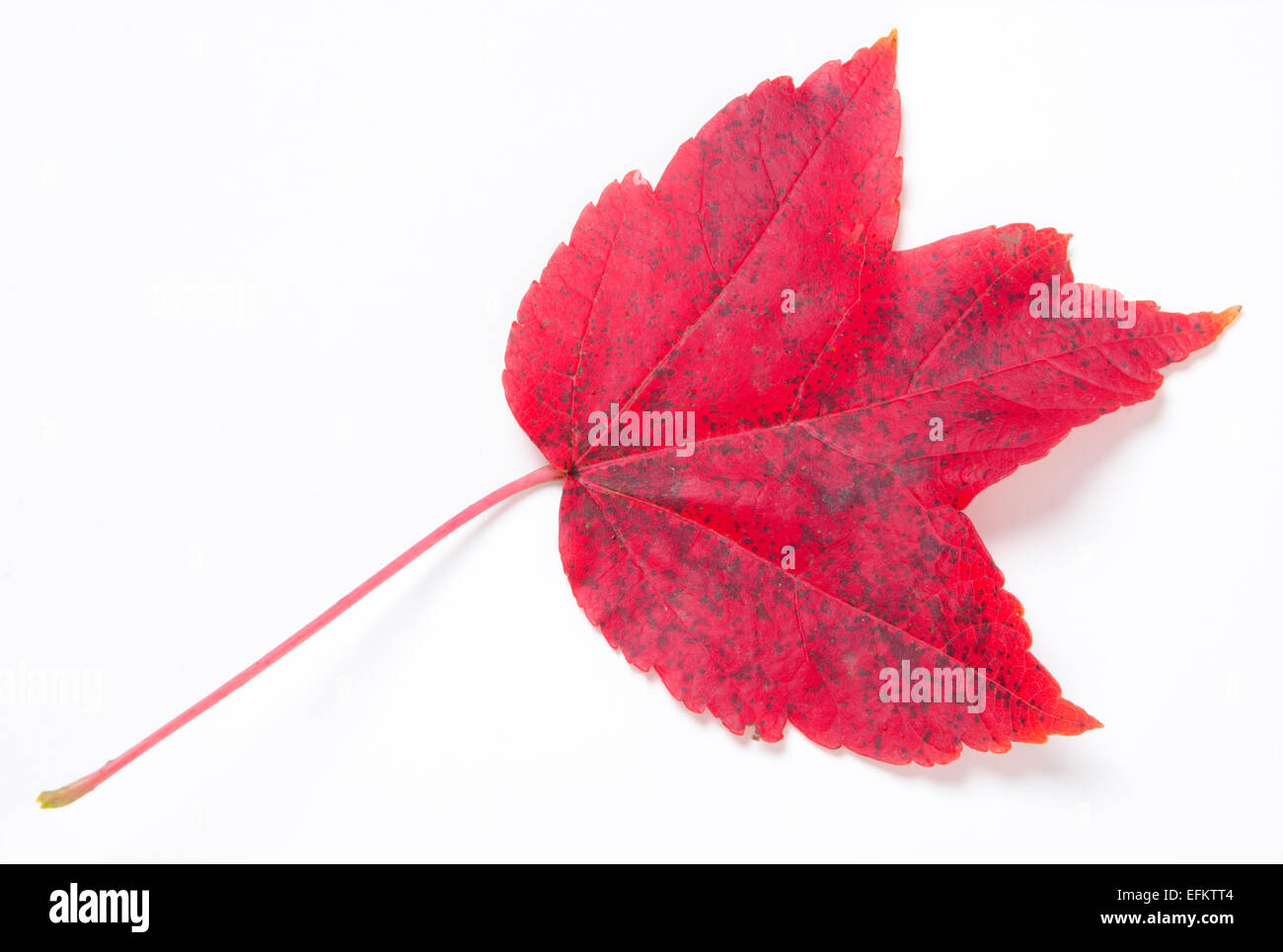 Autumn Maple Leaf Isolated Stock Photo - Alamy