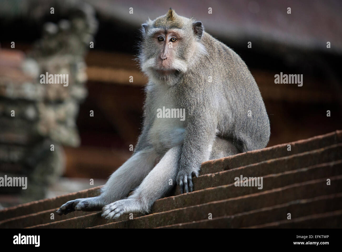 Monkey in indonesia hi-res stock photography and images - Alamy