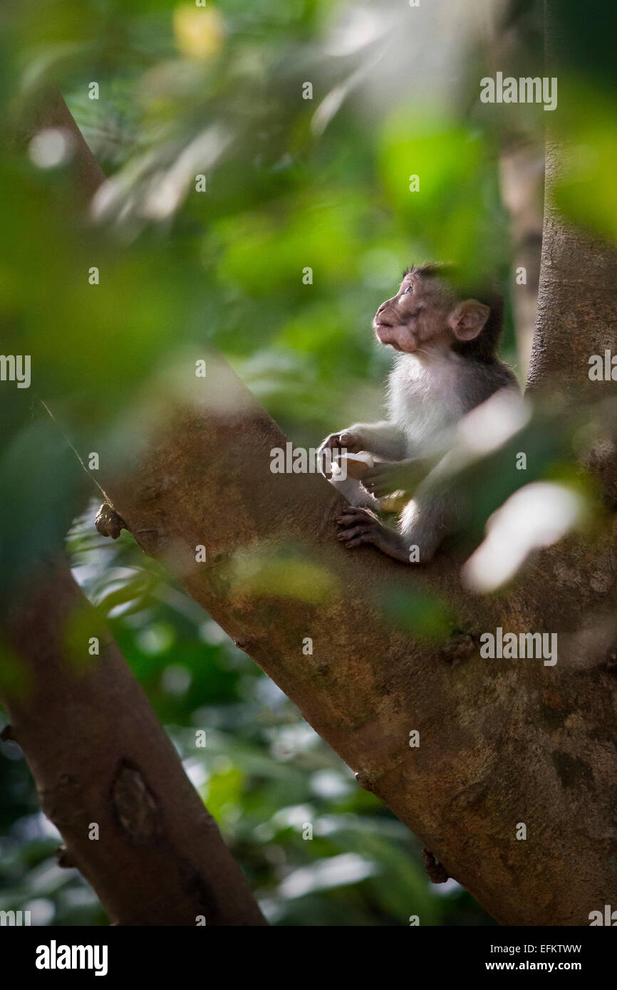 A baby macaque monkey in Indonesia Stock Photo - Alamy