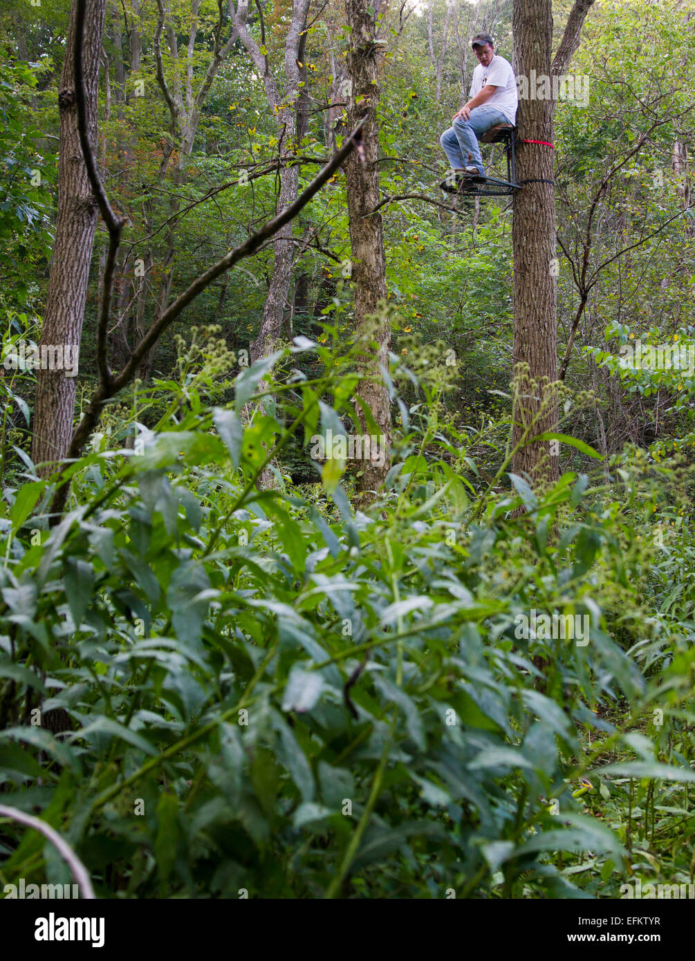 Sitting in a tree seat Stock Photo - Alamy