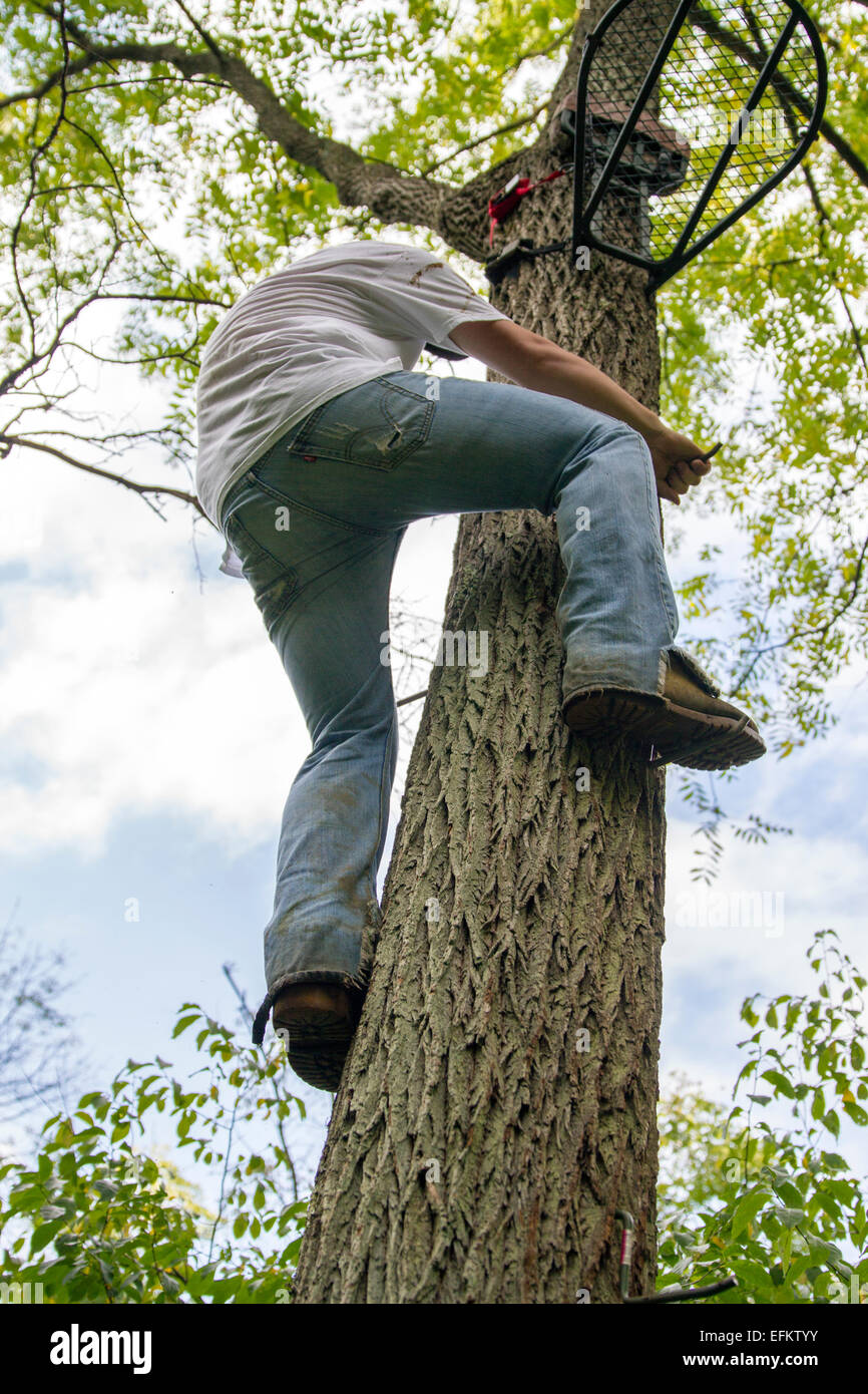 Man climbing up to a tree seat Stock Photo - Alamy