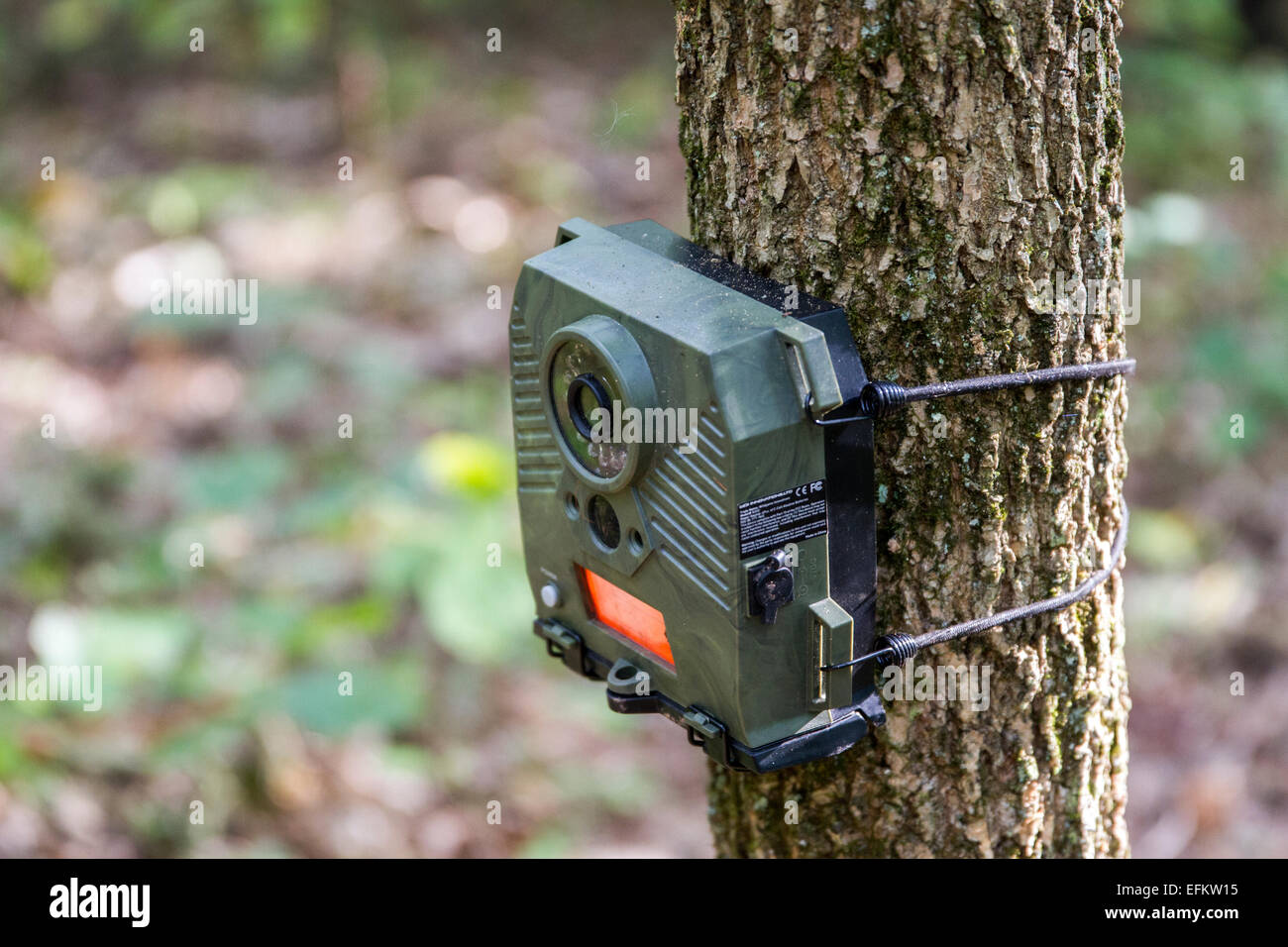 Remote camera wildlife hi-res stock photography and images - Alamy