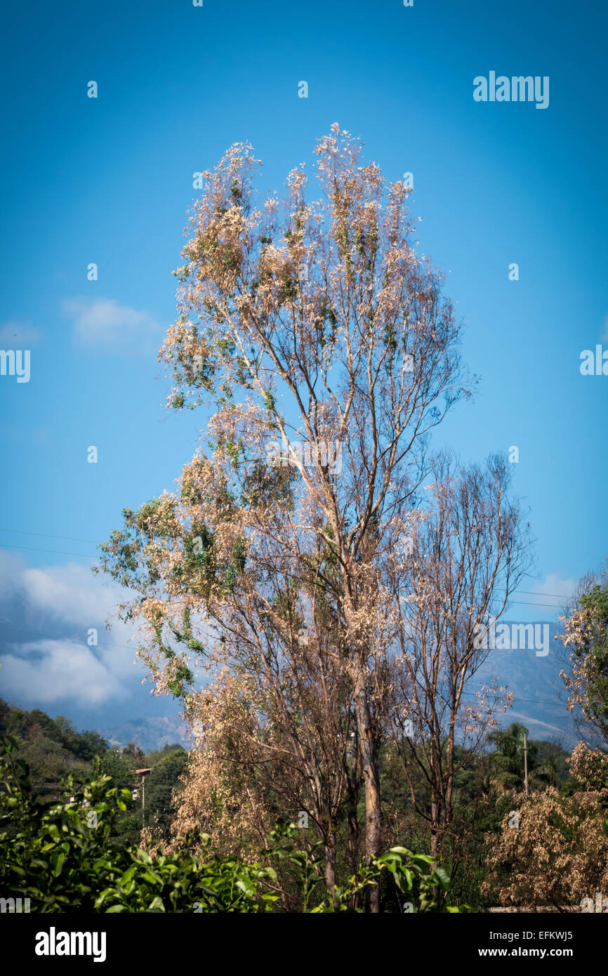 Tree with few leaves hi-res stock photography and images - Alamy