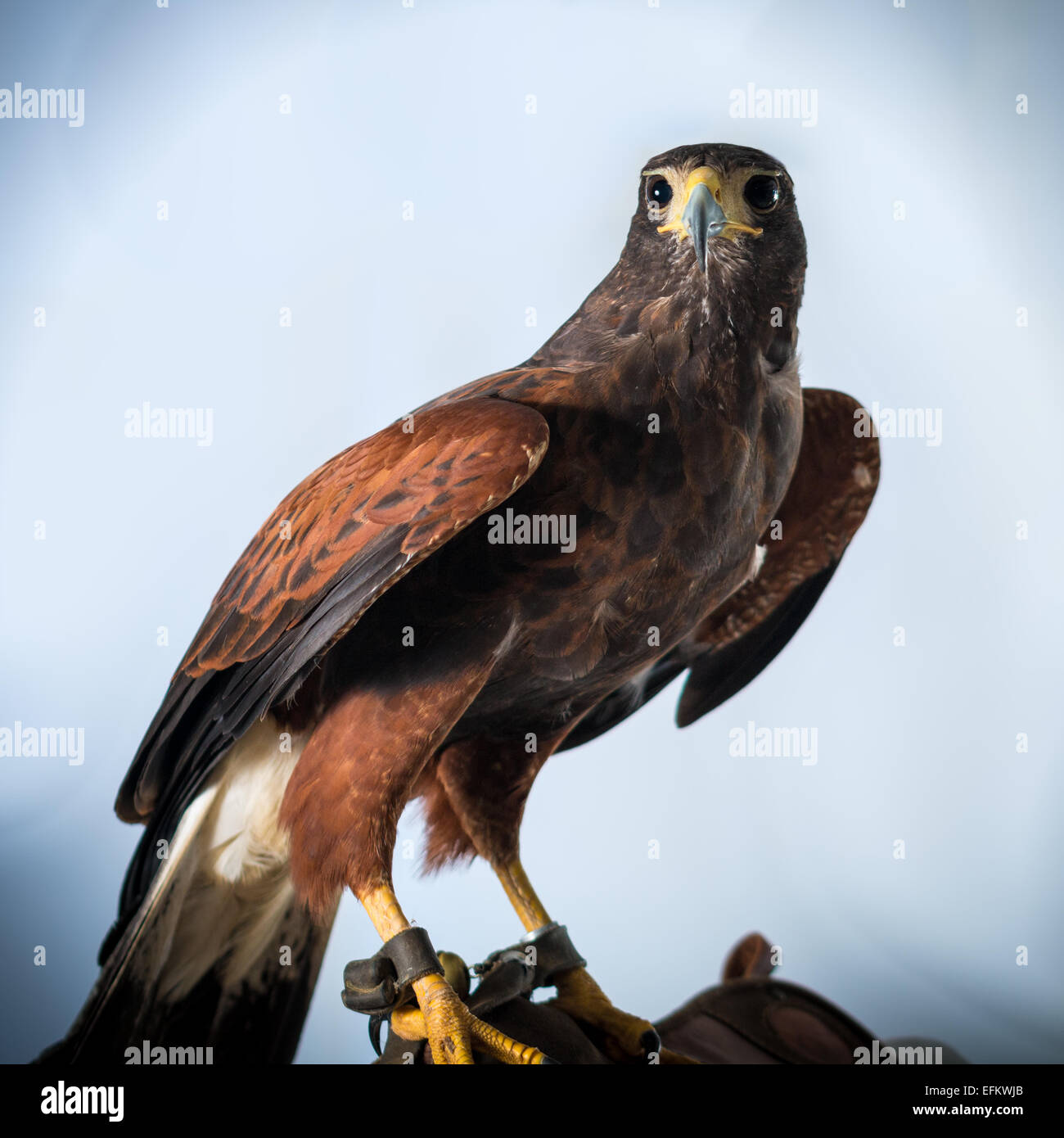 Powerful claws hi-res stock photography and images - Alamy