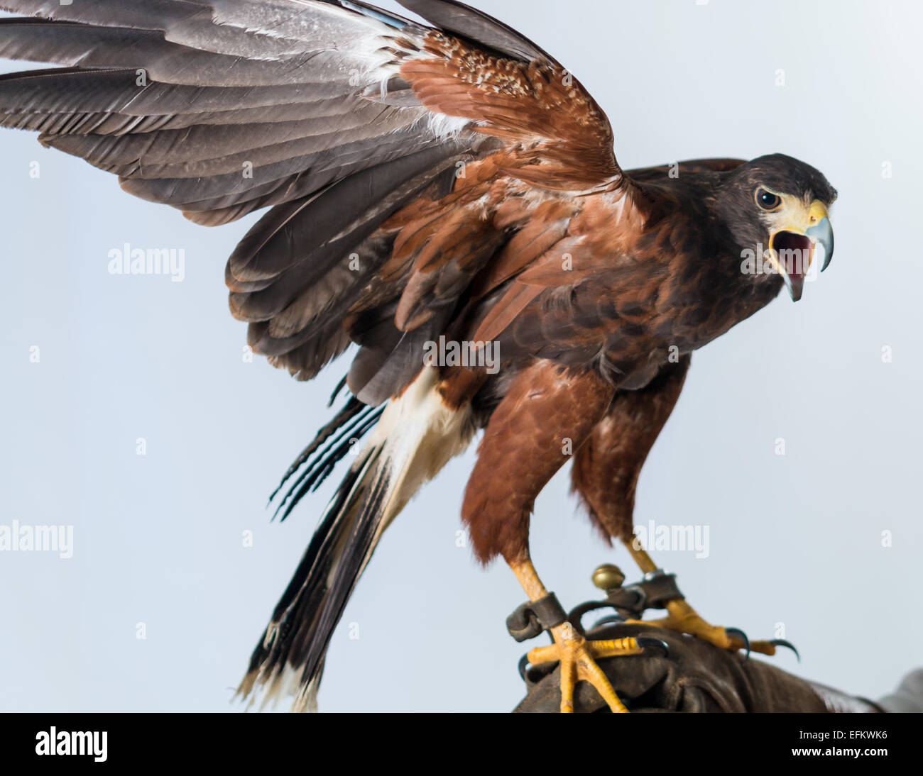Big buzzard hi-res stock photography and images - Alamy
