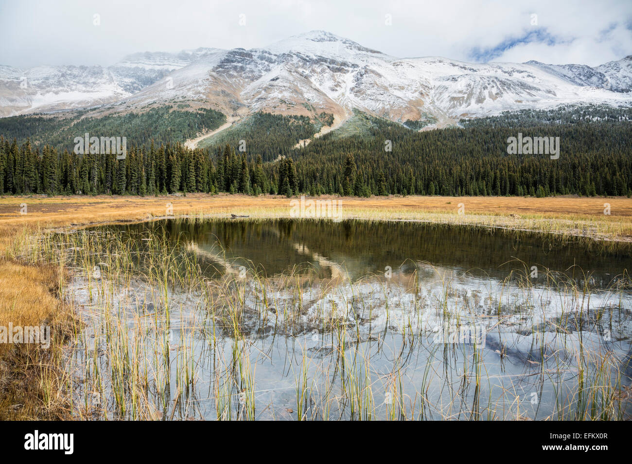 Mountain reflected in pond at Bow Summit, Banff National Park, Alberta ...