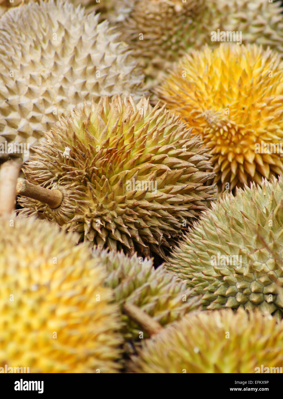 The durian, fruit of several tree species belonging to the genus Durio ...