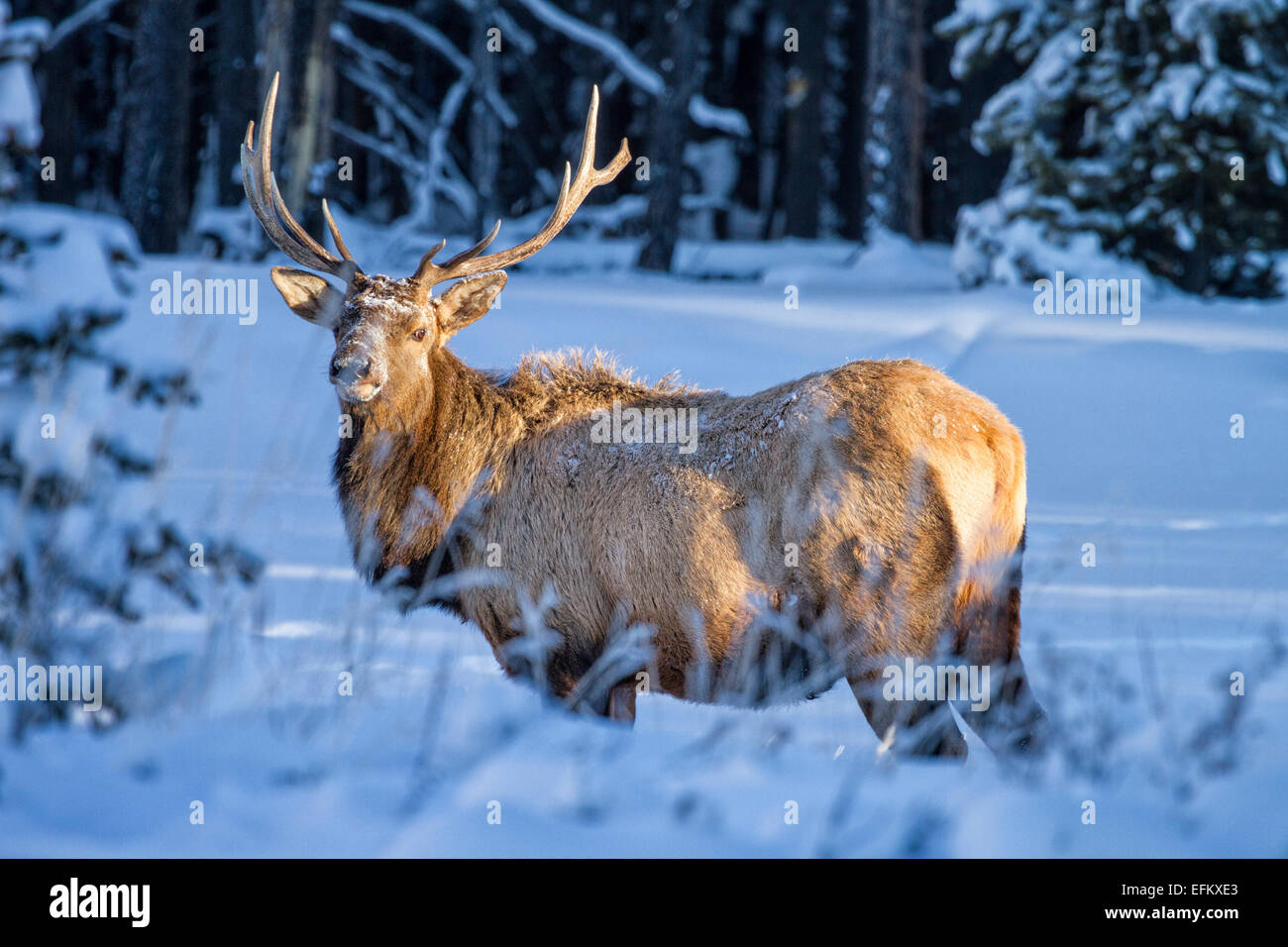 Elk stag cervus canadensis hi-res stock photography and images - Alamy