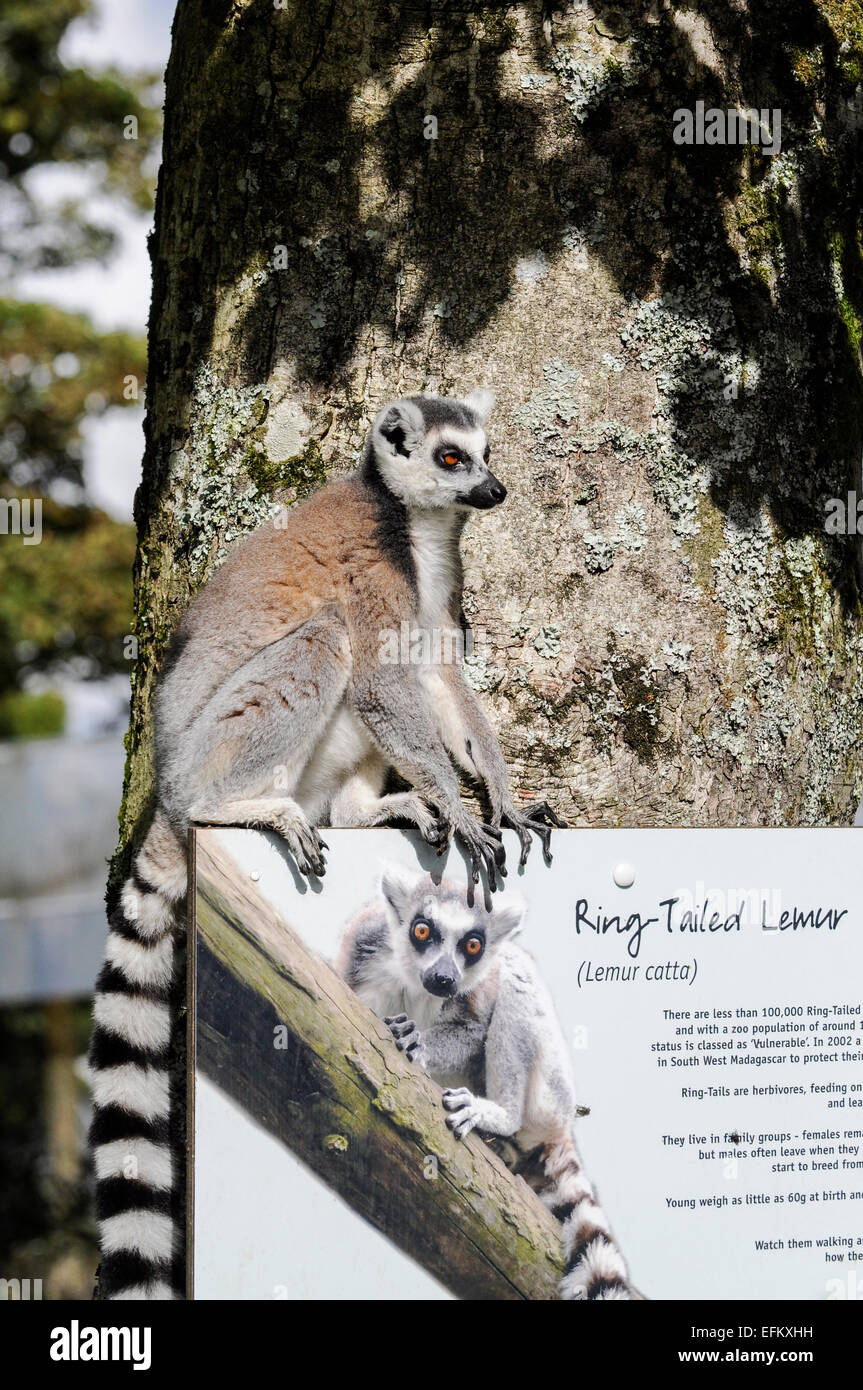 Ringtail lemur hi-res stock photography and images - Alamy