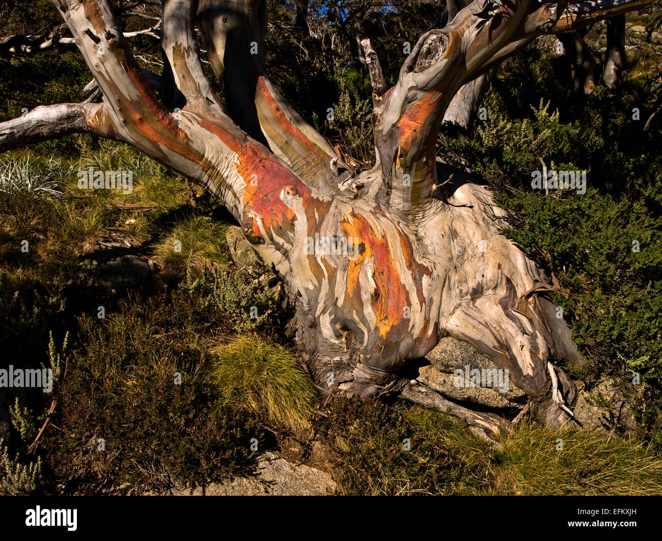 Snow gum snowy mountains nsw hi-res stock photography and images - Alamy