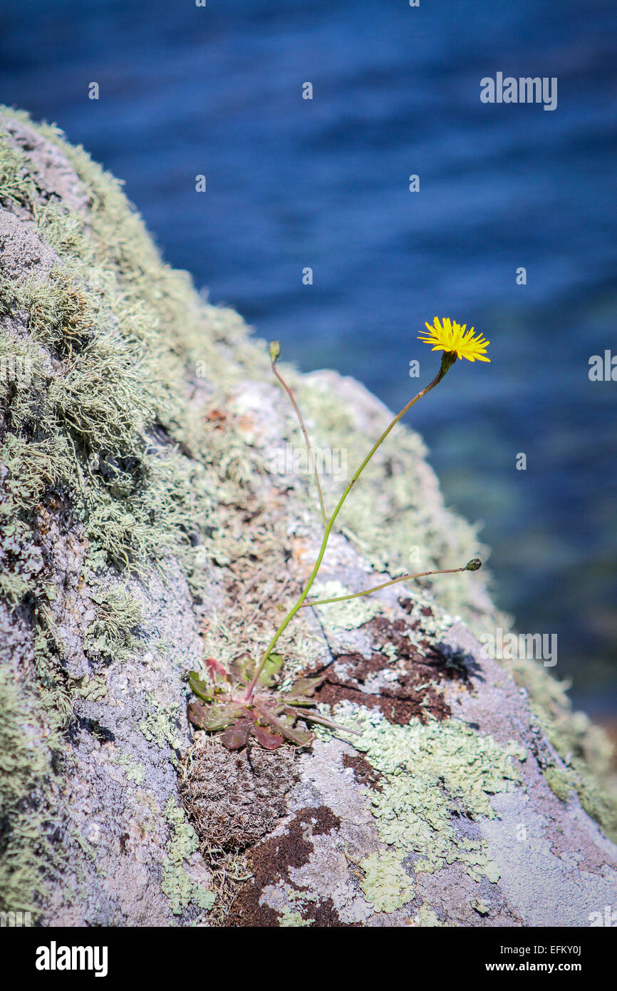 Single dandelion growing on coastal rock covered in lichens, Isles of ...