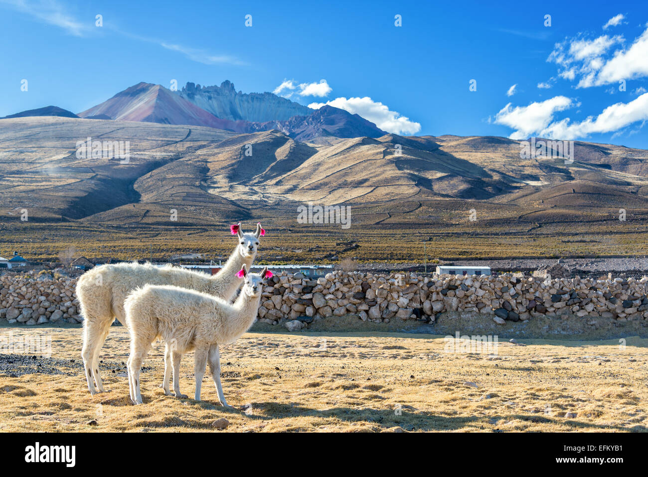 Two white llamas with a dramatic volcano rising in the background in ...