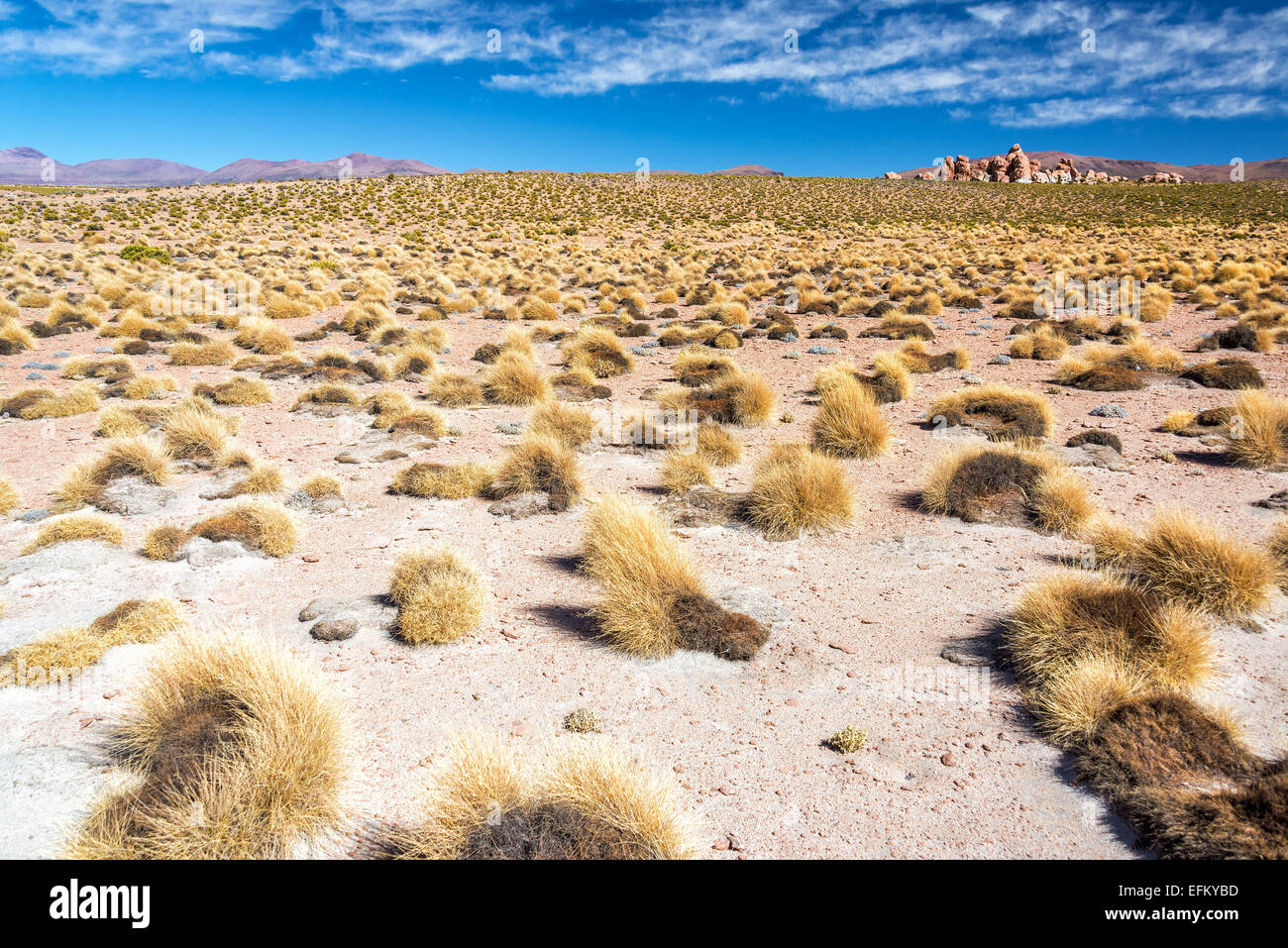 Landscape with vegetation in the high plains of Southern Bolivia near ...