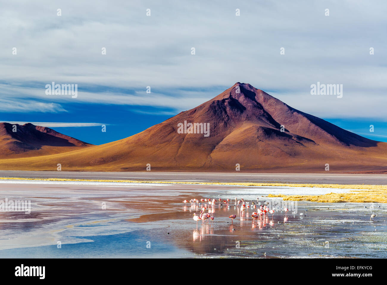 Flamingoes at the base of an Andean volcano in Uyuni, Bolivia in Laguna ...