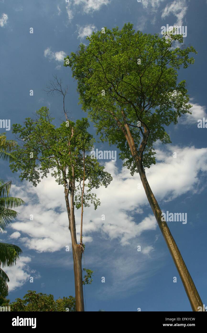 Capirona calycophyllum spruceanum hi-res stock photography and images ...