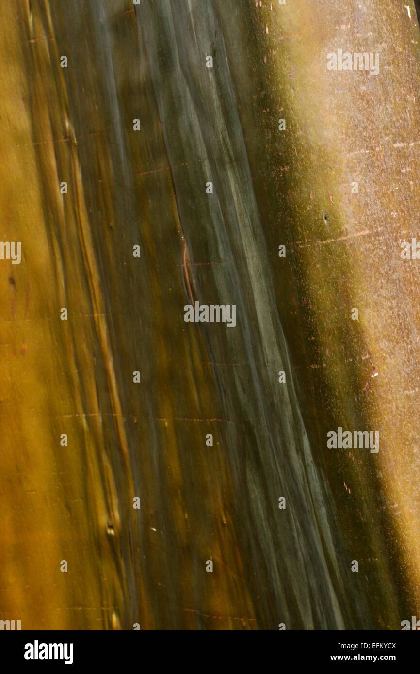 Capirona calycophyllum spruceanum hi-res stock photography and images ...