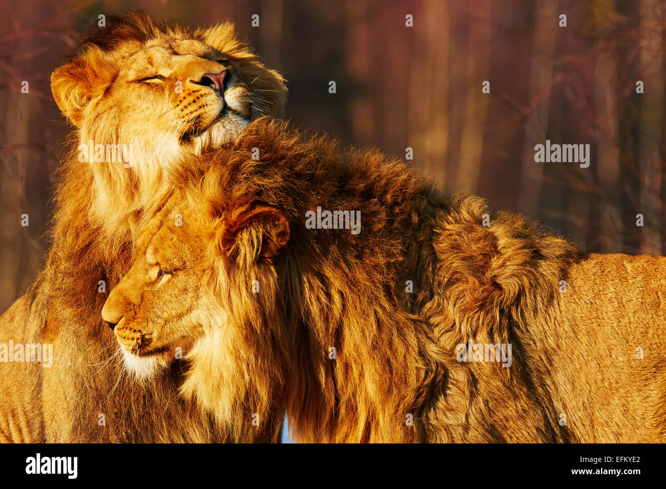 Lion brothers hi-res stock photography and images - Alamy