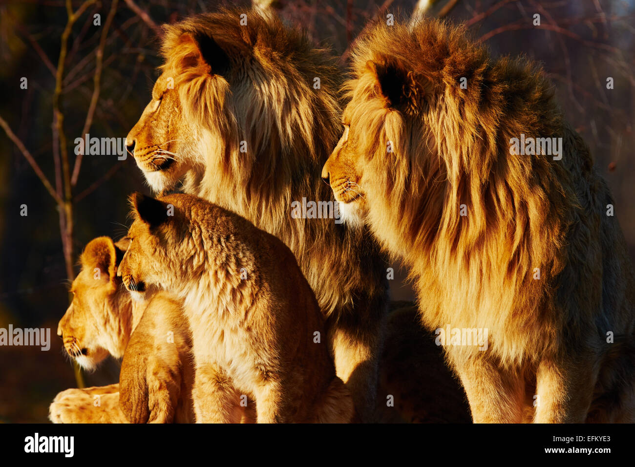 Four lions close together in a forest Stock Photo - Alamy