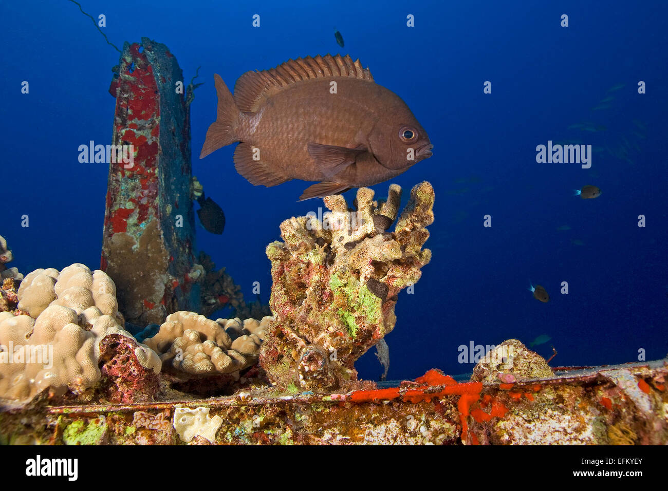Tropical fish at Hawaii coral reef Stock Photo - Alamy