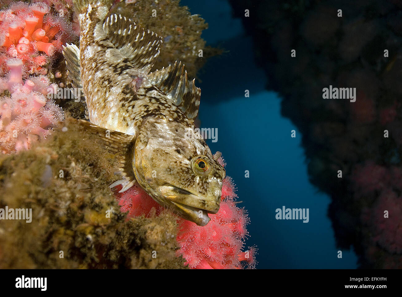 Oil rig and underwater hi-res stock photography and images - Alamy