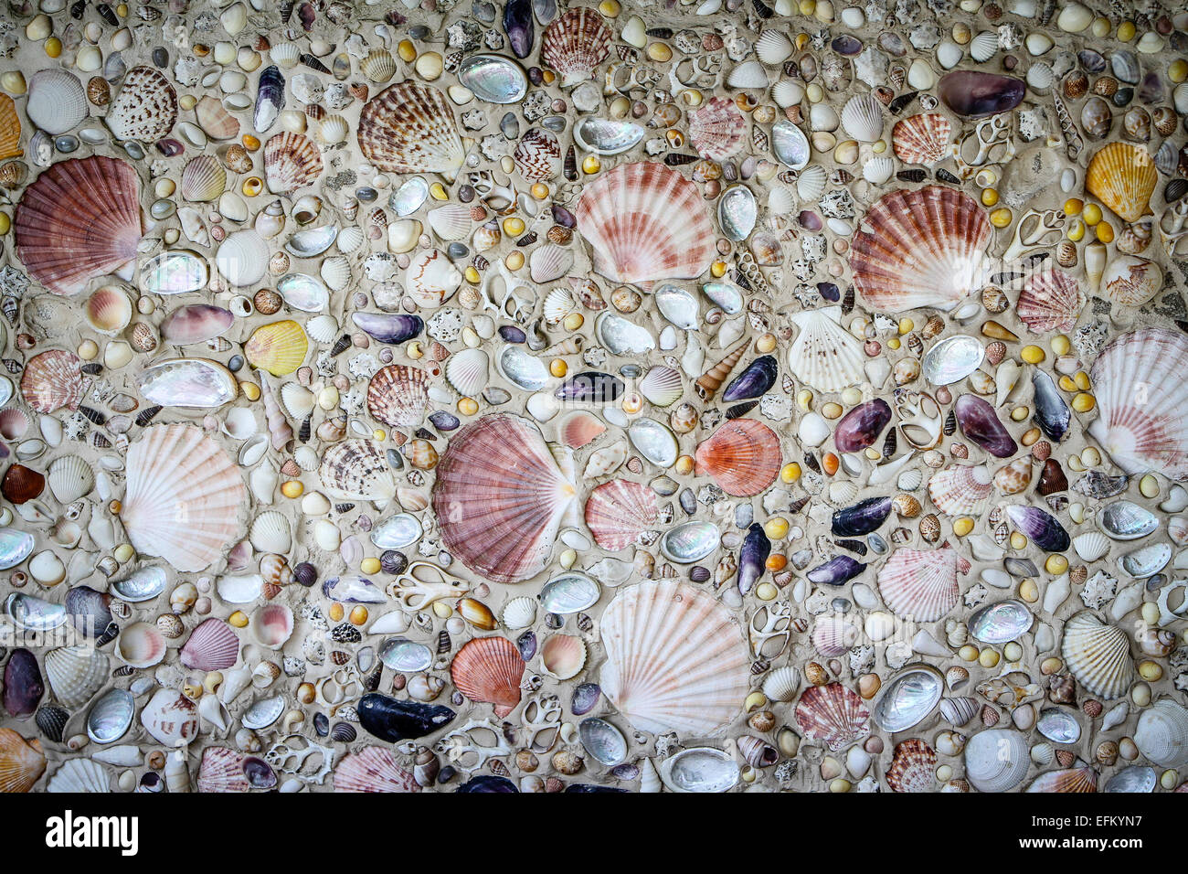 Covered shells hi-res stock photography and images - Alamy