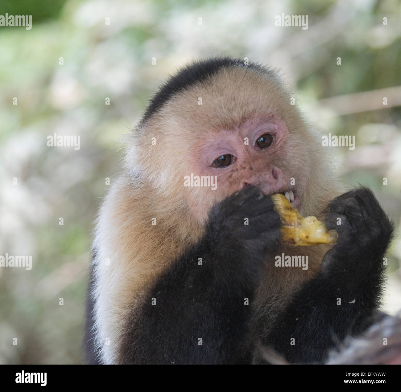 Capuchin Monkey Eating High Resolution Stock Photography and Images - Alamy