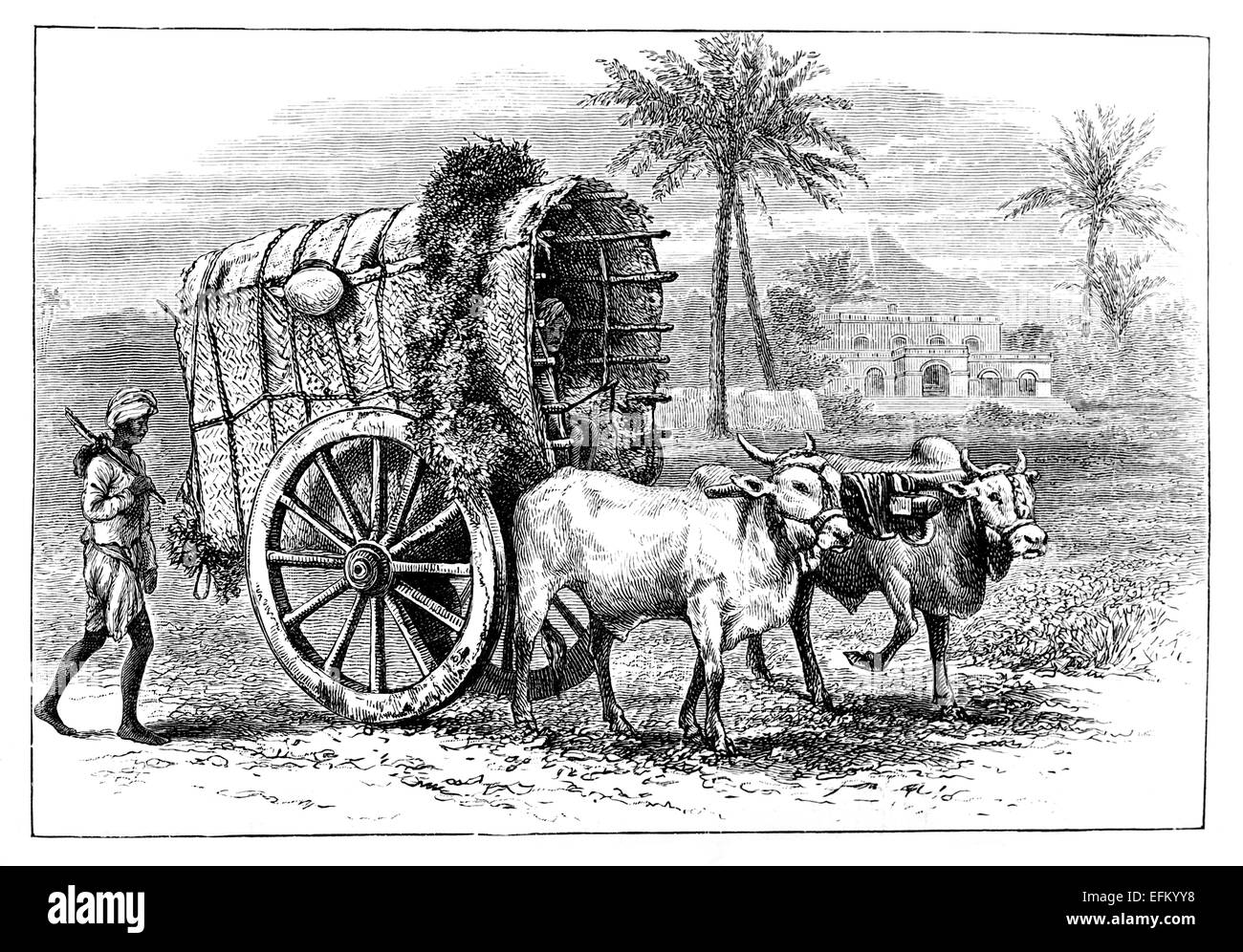 Indian Farmer Sketch