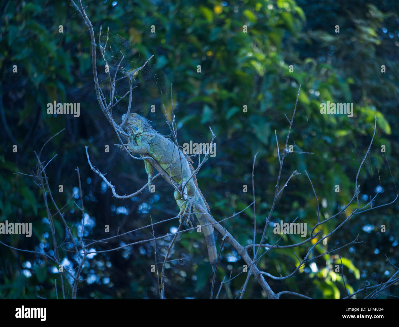 Iguana climbing on a tree Stock Photo - Alamy