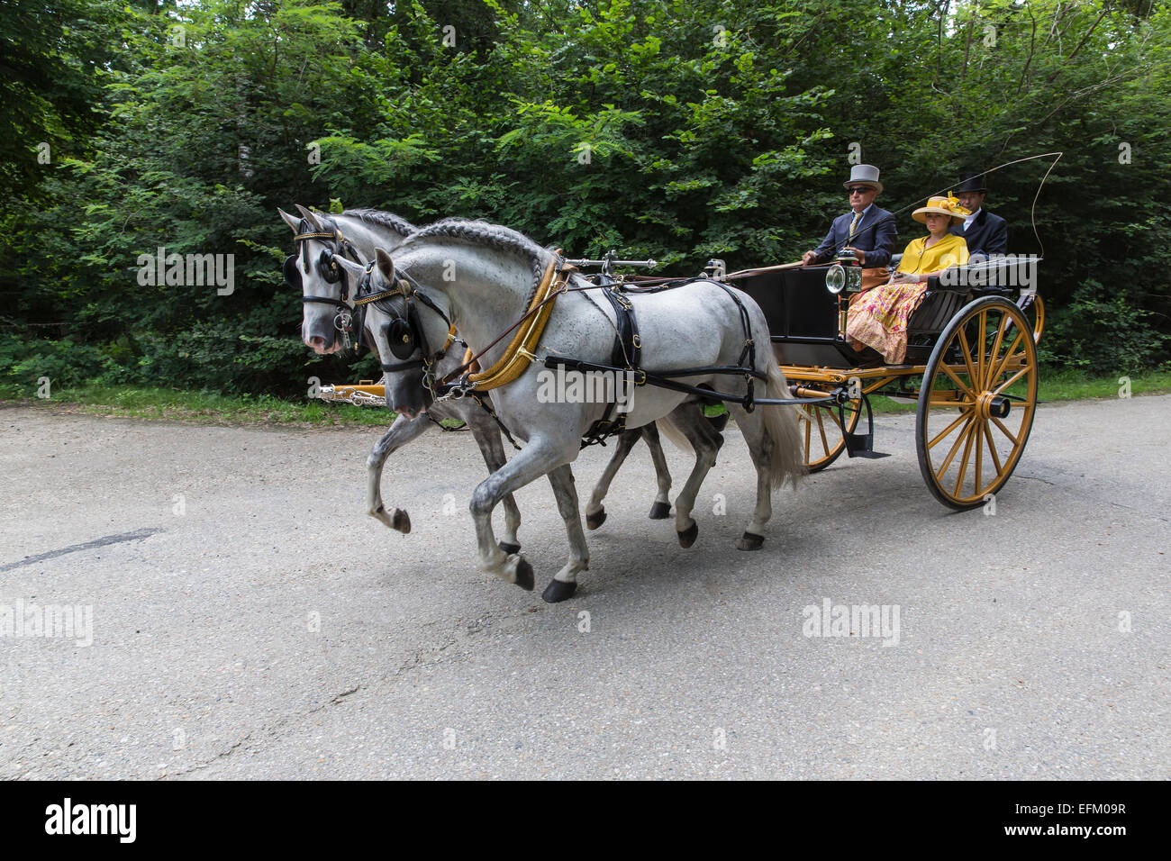 Curricle hi-res stock photography and images - Alamy