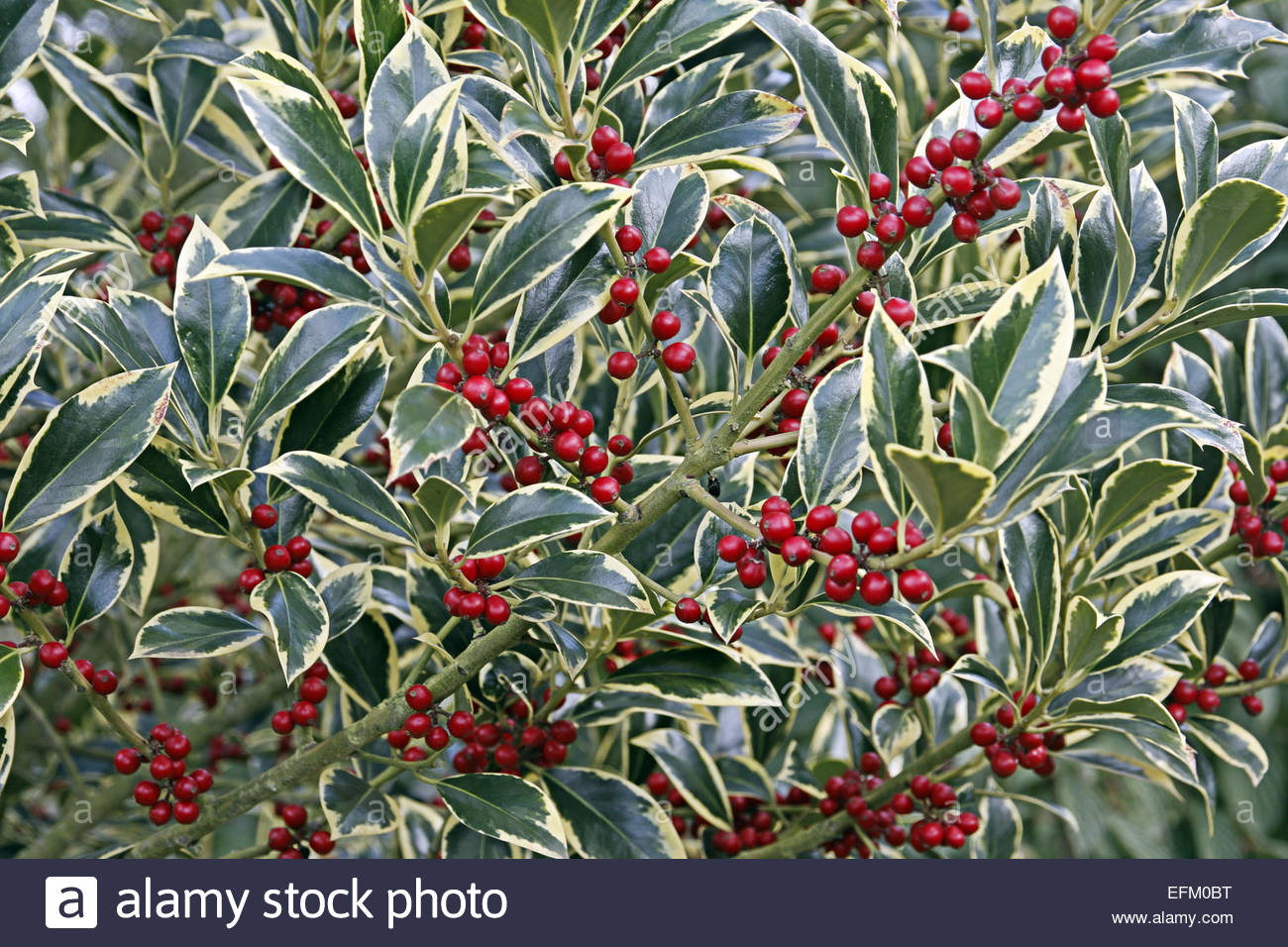 Ilex aquifolium 'Pyramidalis Aureomarginata' Stock Photo: 78500684 - Alamy