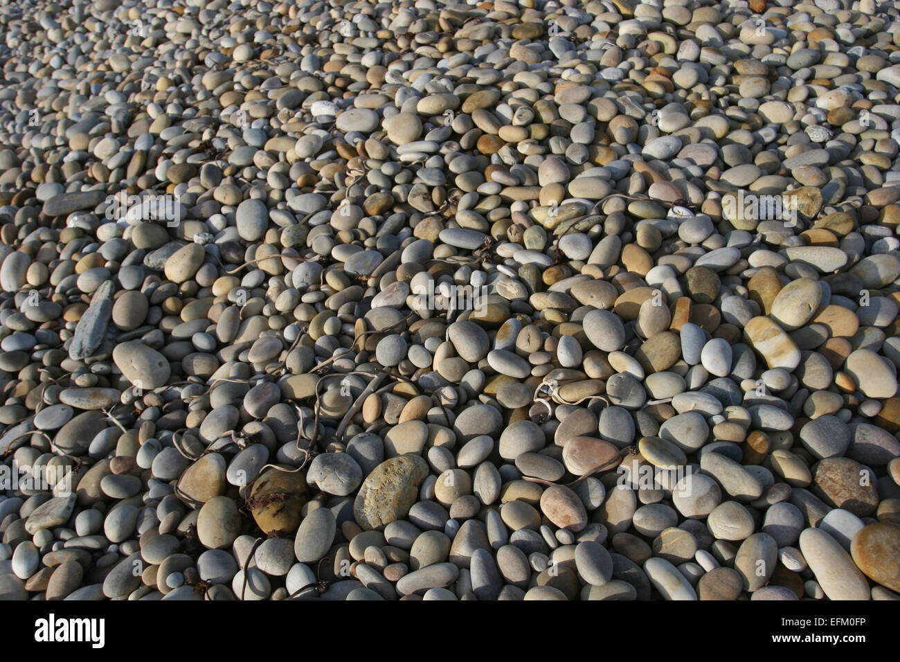 Black pebble shells hi-res stock photography and images - Alamy