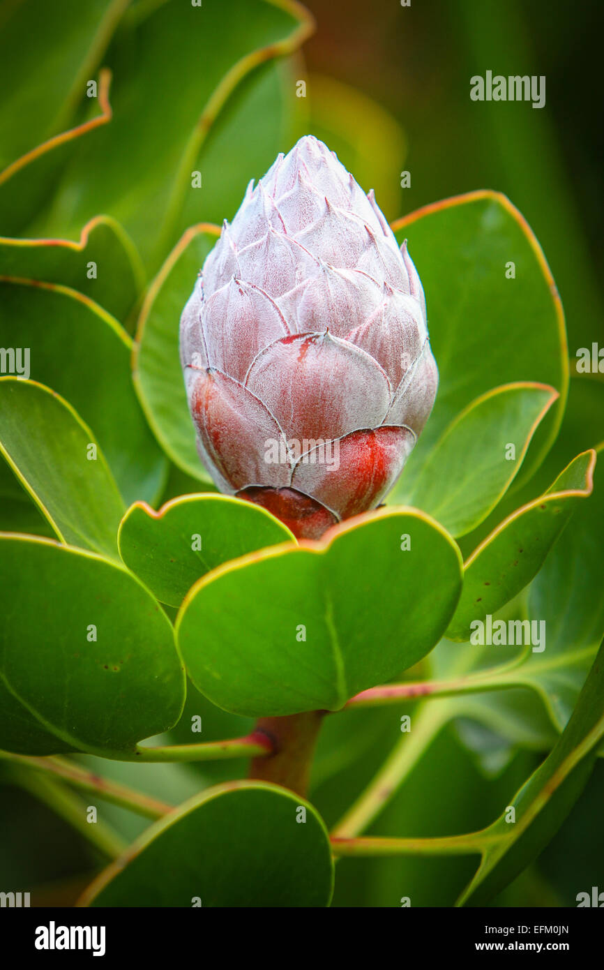Close up of shrub flower bud in garden Stock Photo - Alamy