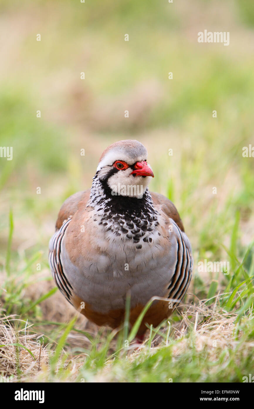 Red legged partridge amongst field grass Stock Photo - Alamy