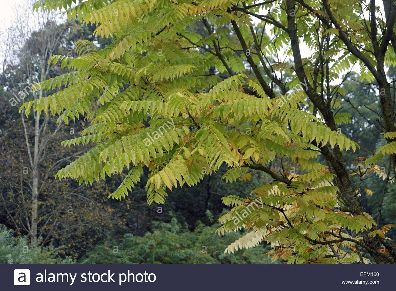 Toona Sinensis Stock Photos & Toona Sinensis Stock Images - Alamy