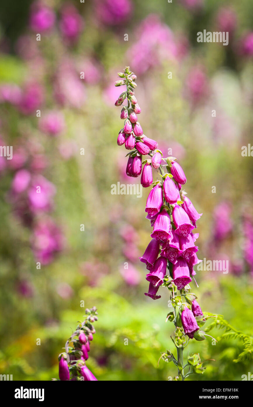 Foxglove uk garden hi-res stock photography and images - Alamy