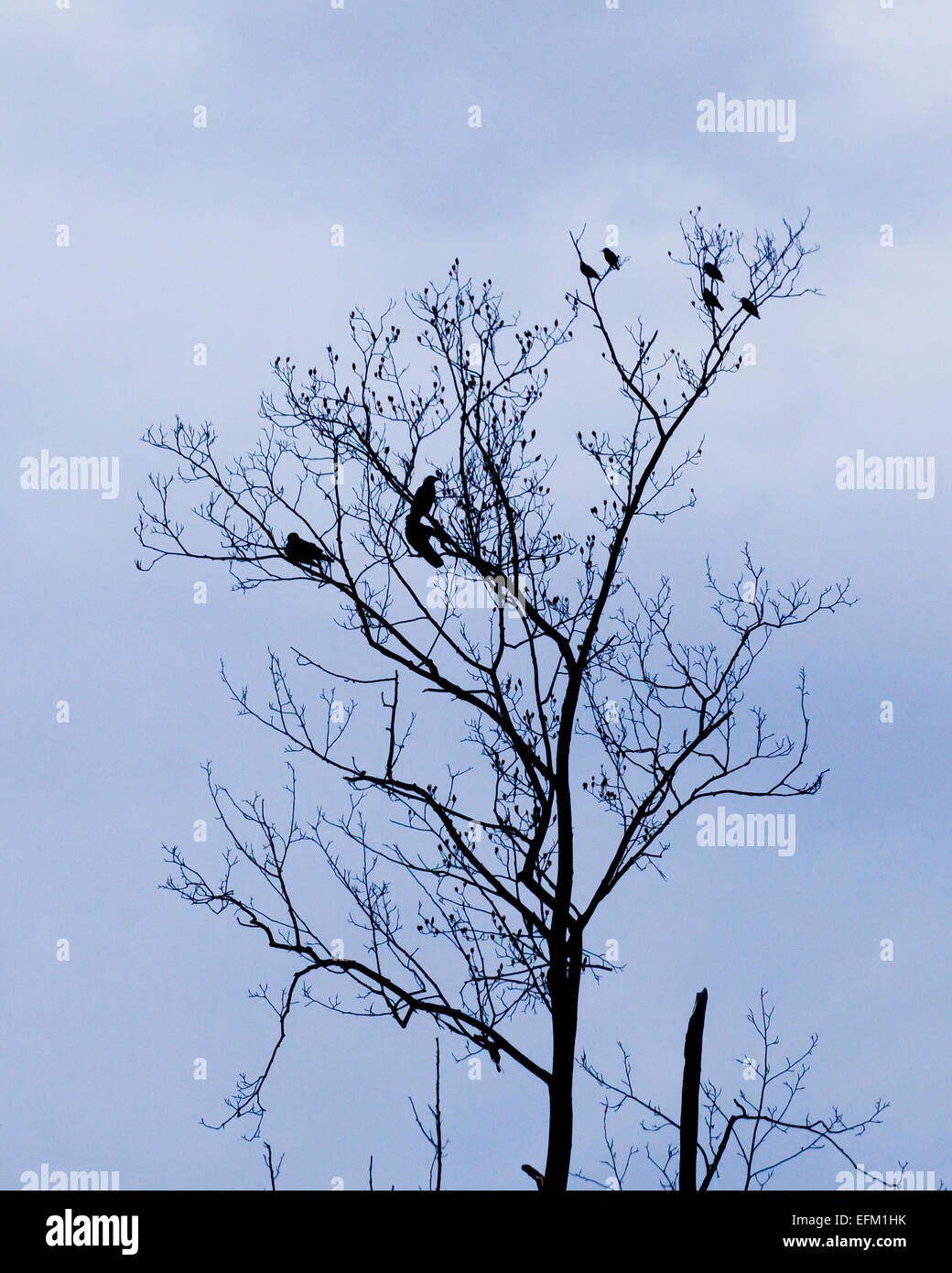 Birds sitting on the tree hi-res stock photography and images - Alamy
