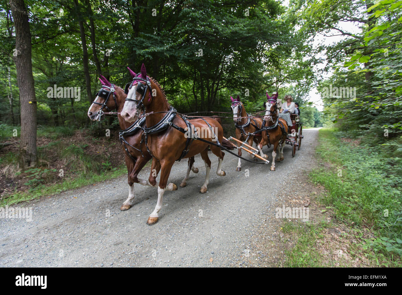 International competition for traditional carriages "La Venaria Reale ...