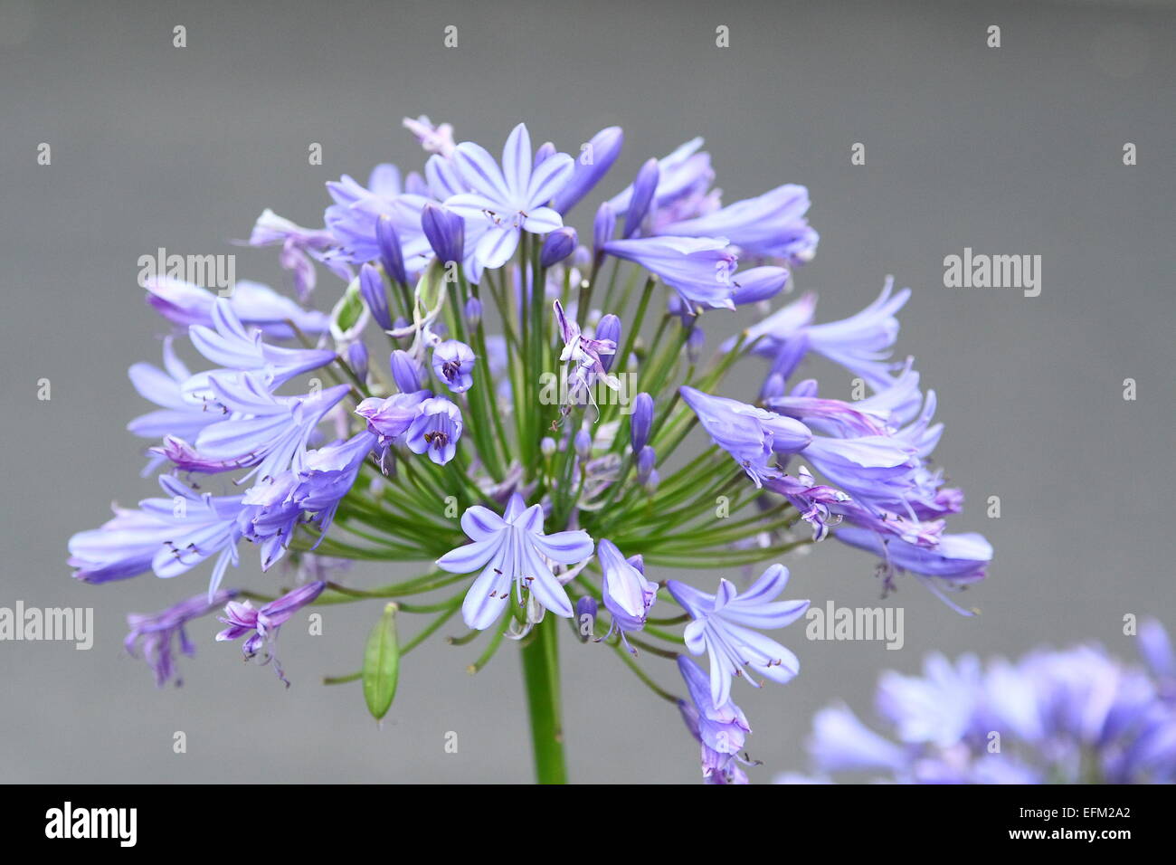 Purple Agapanthus, 'Purple Magic', lily of the Nile or African lily ...