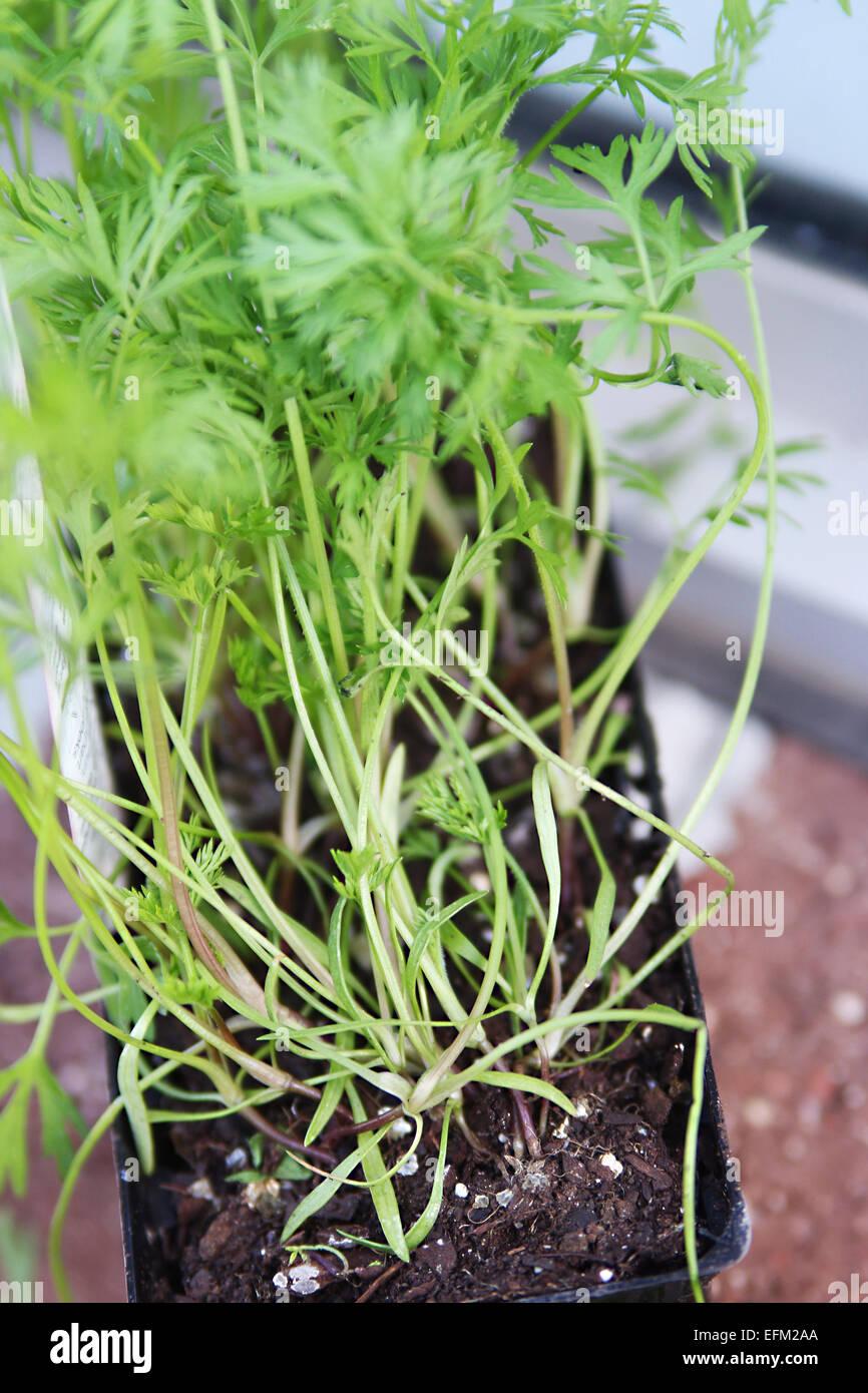 Carrot Sprouts