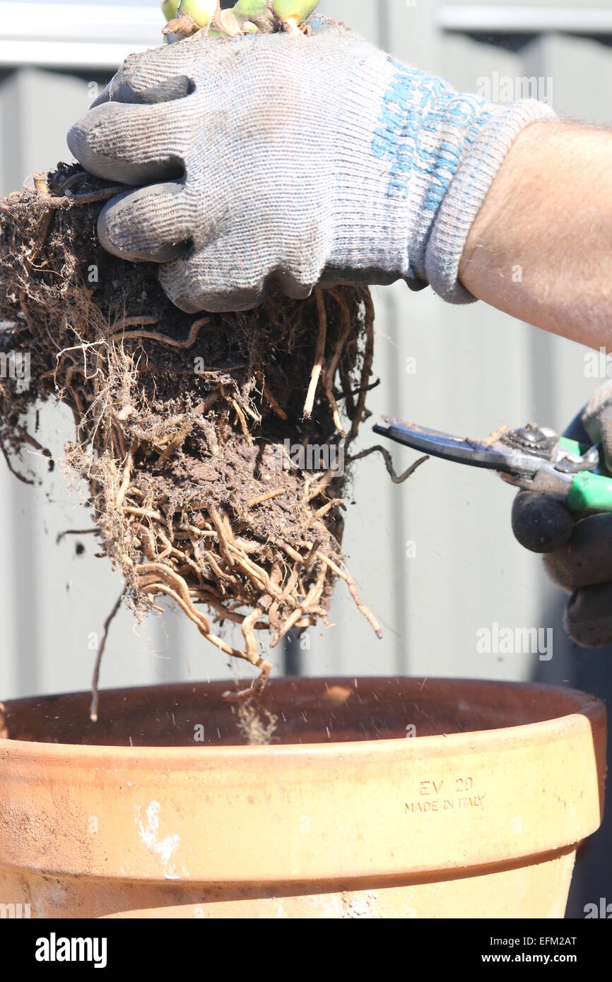 Lifting plant from pot hi-res stock photography and images - Alamy
