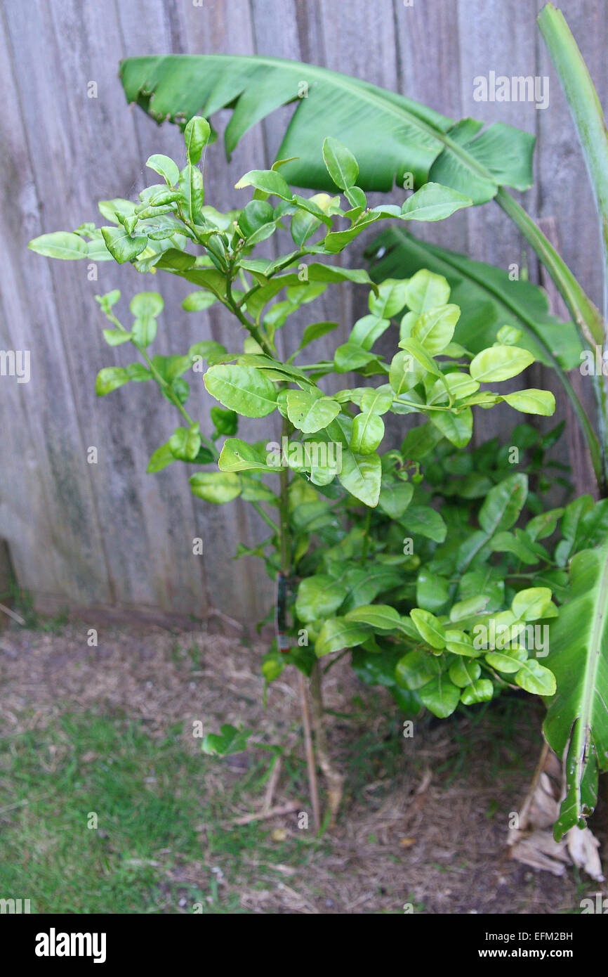 Fresh Kaffir lime Citrus hystrix tree growing next to banana tree Stock ...