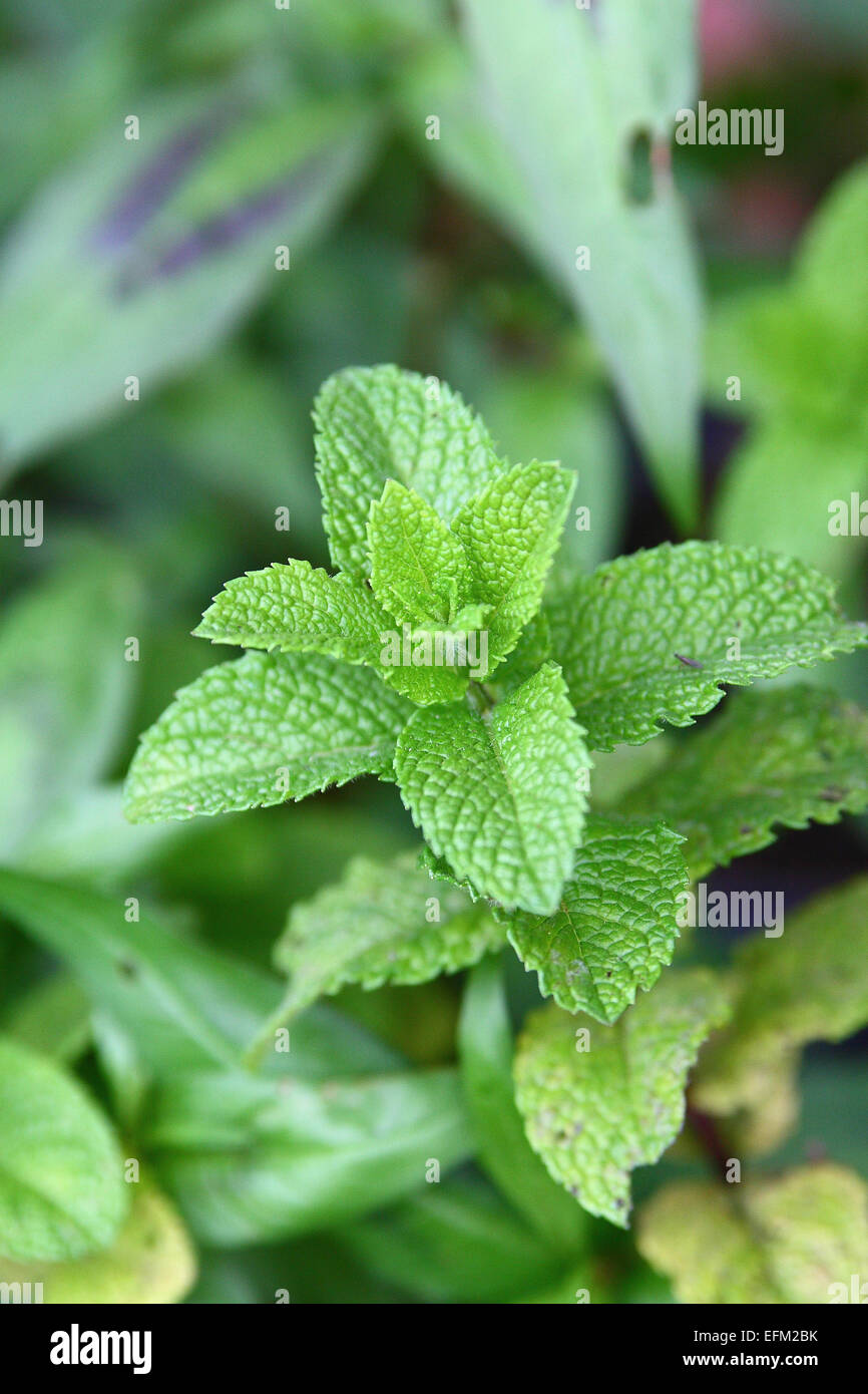 Fresh mint growing hi-res stock photography and images - Alamy