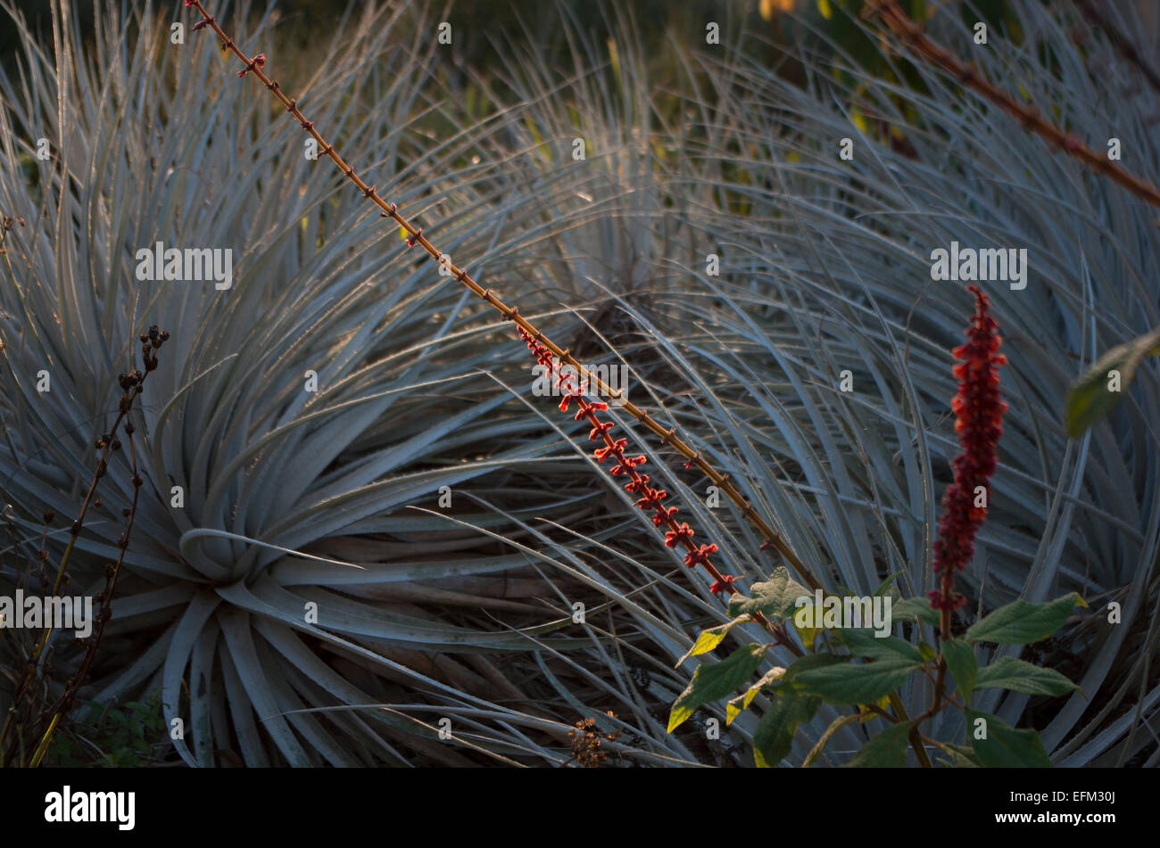Grasses taxonomy hi-res stock photography and images - Alamy