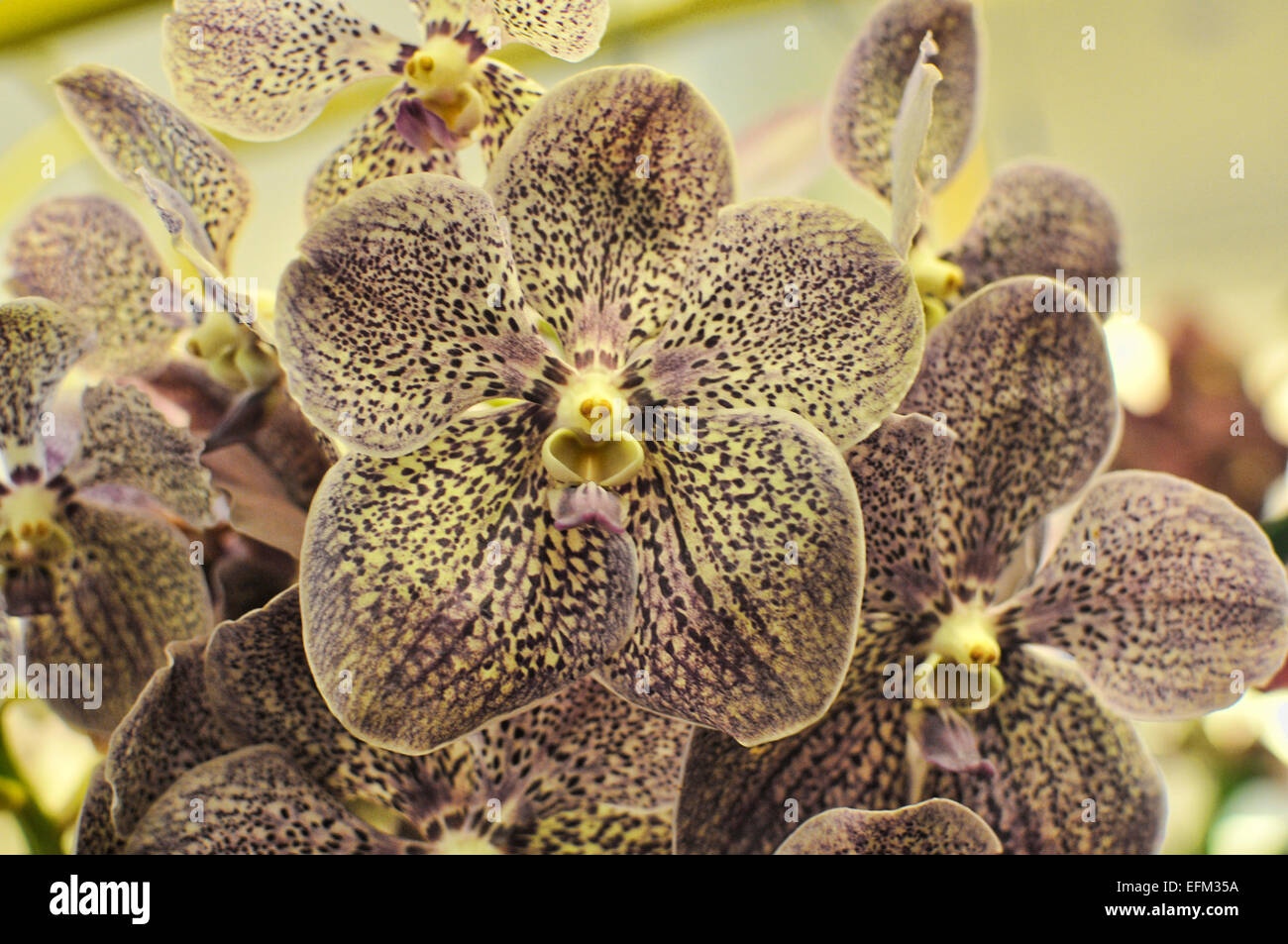 Orchid vanda coerulea hi-res stock photography and images - Alamy